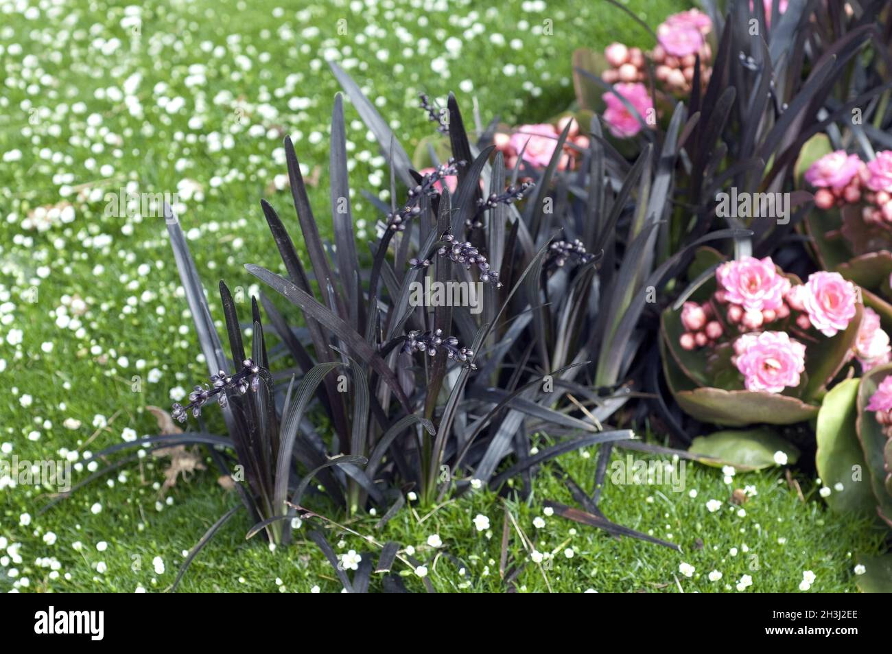 Black, snakebeard, Ophiopogon planiscapus Stock Photo - Alamy