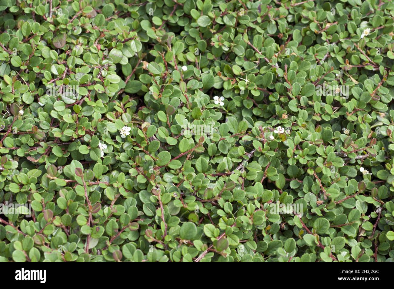 Dwarf medlar, Cotoneaster, dammeri, Frieder's evergreen Stock Photo - Alamy