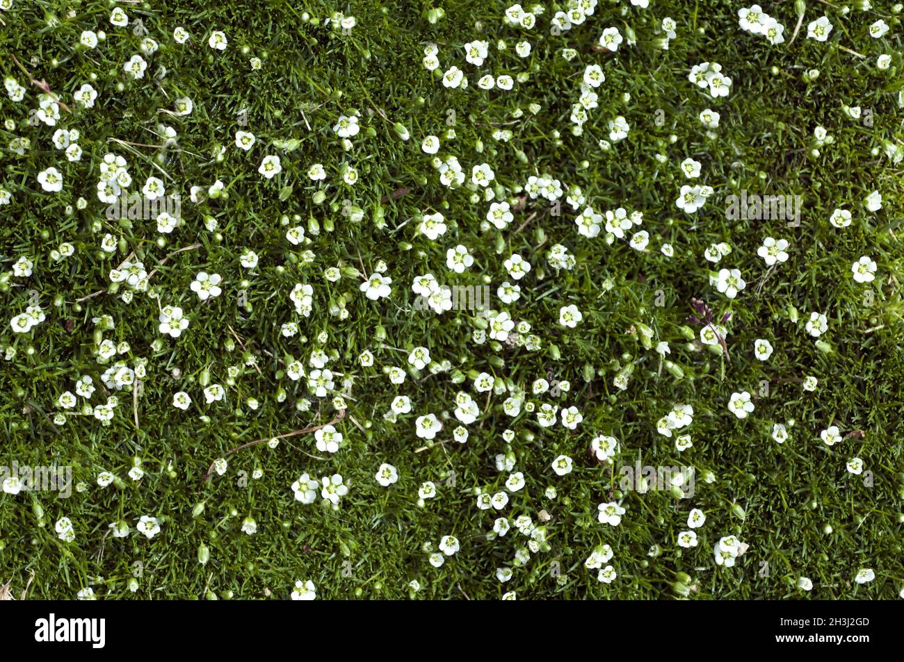 Star moss, mast weed, Sagina subulata Stock Photo - Alamy