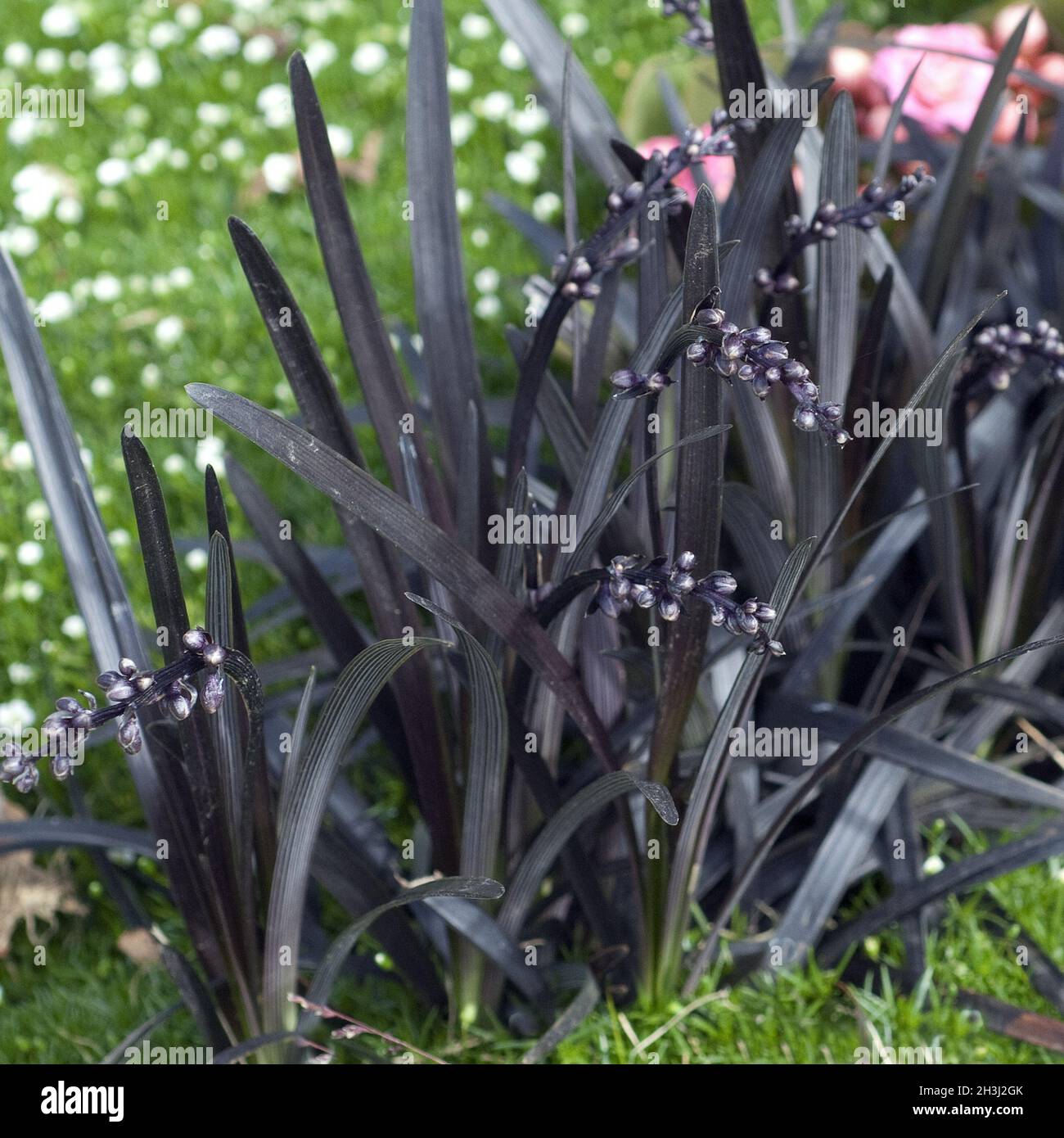 Black, snakebeard, Ophiopogon planiscapus Stock Photo - Alamy