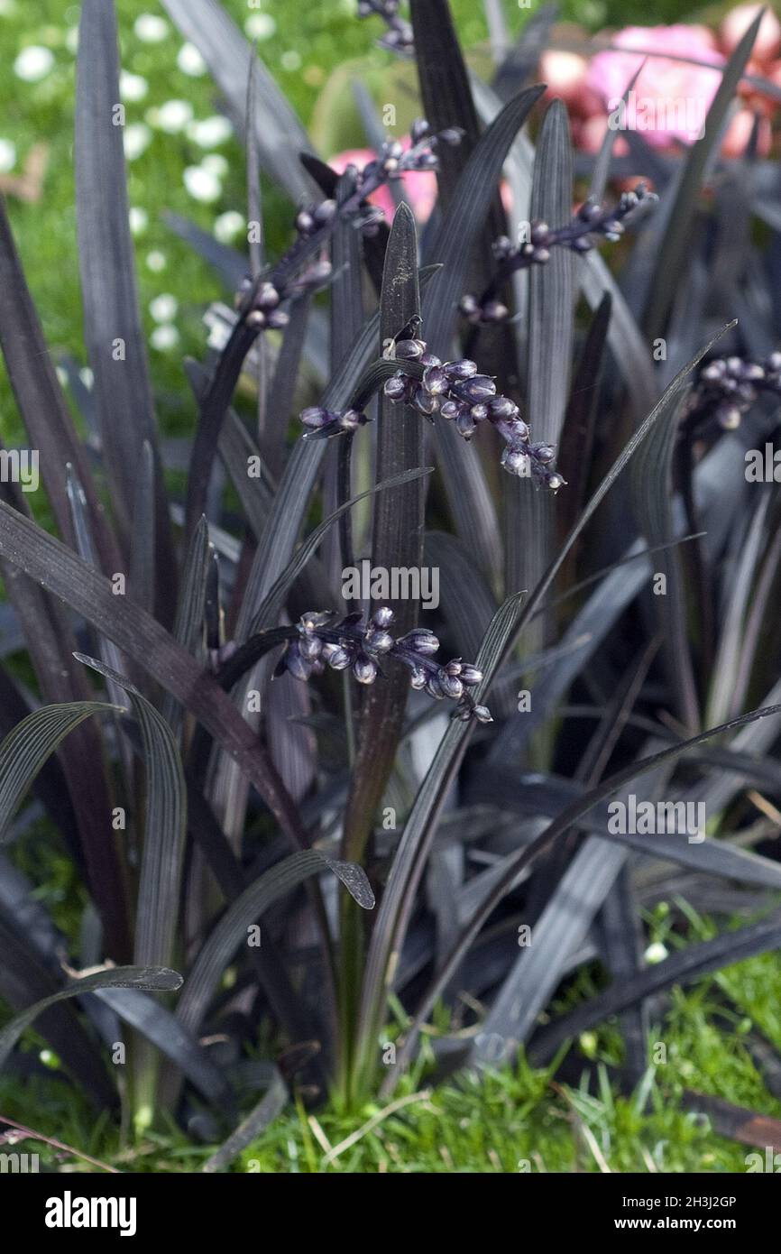 Black, snakebeard, Ophiopogon planiscapus Stock Photo - Alamy