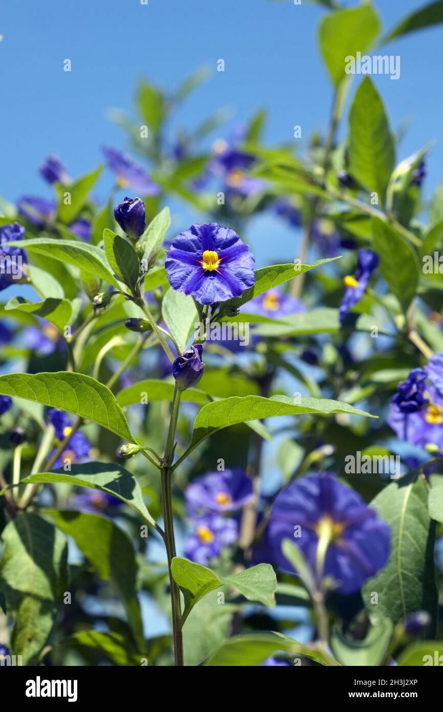 Nightshade; potato bush Stock Photo - Alamy