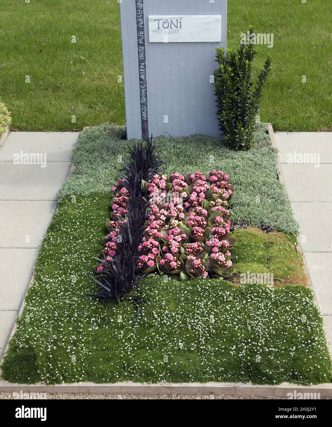 Grave planting, star moss, mast weed Stock Photo - Alamy