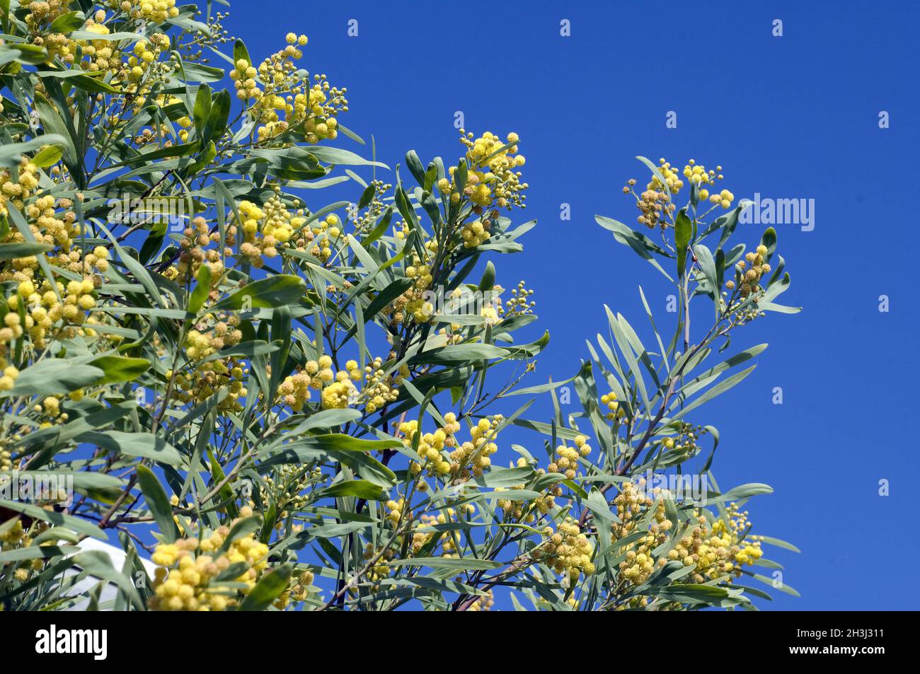 Acacia retinodes hi-res stock photography and images - Alamy