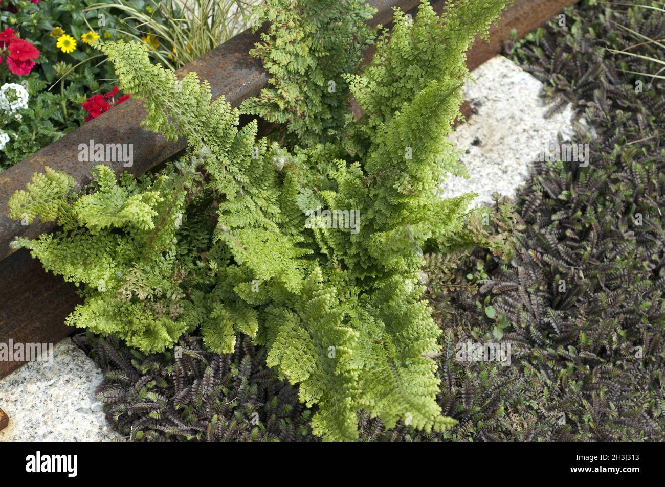 Grave planting, curly worm fern, Dryopteris, filix-mas Stock Photo - Alamy