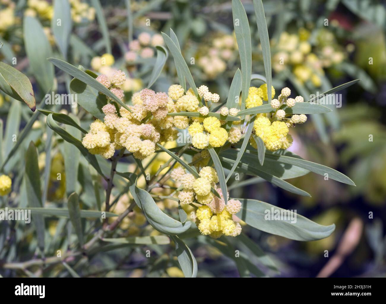Acacia retinodes hi-res stock photography and images - Alamy