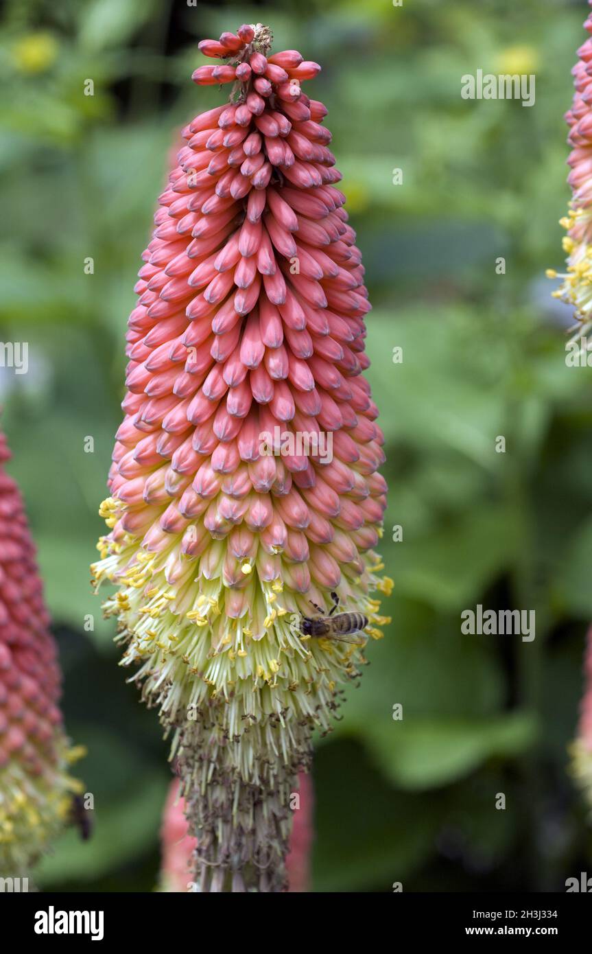 Torch lily, Kniphofia, summer flower Stock Photo - Alamy