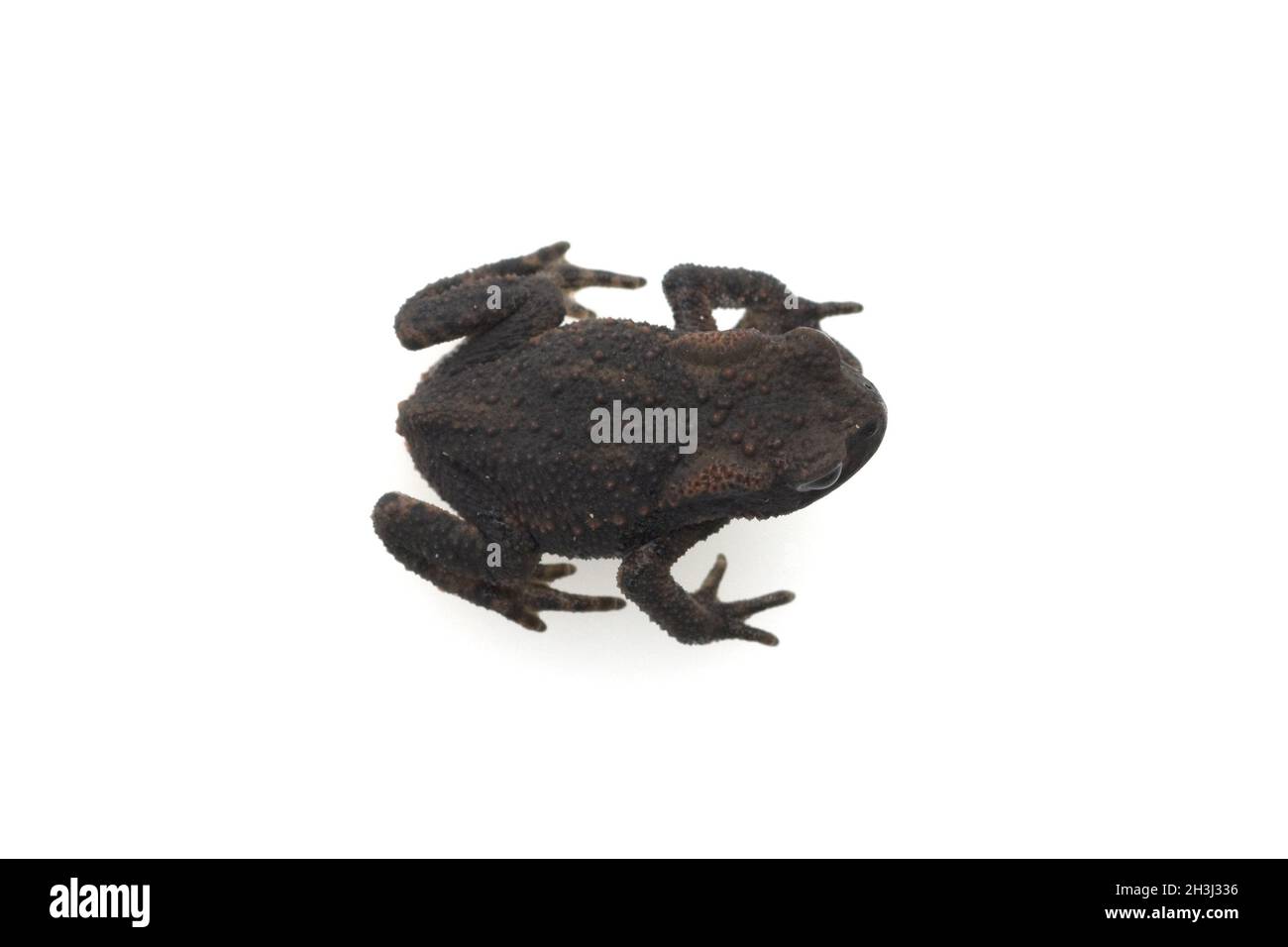 Boy frog Cut Out Stock Images & Pictures - Alamy