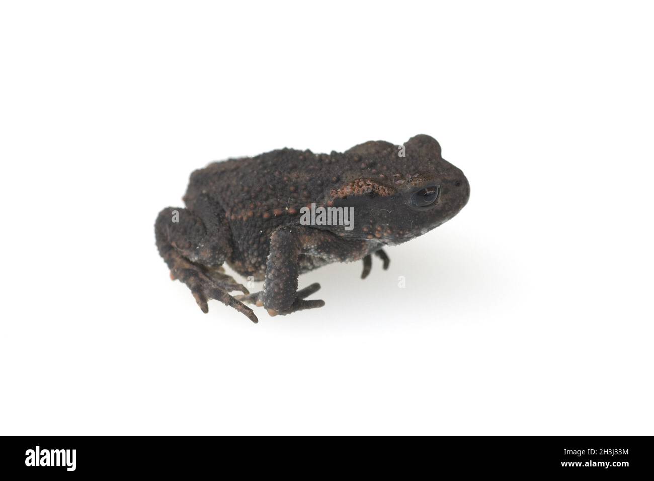 Boy frog Cut Out Stock Images & Pictures - Alamy