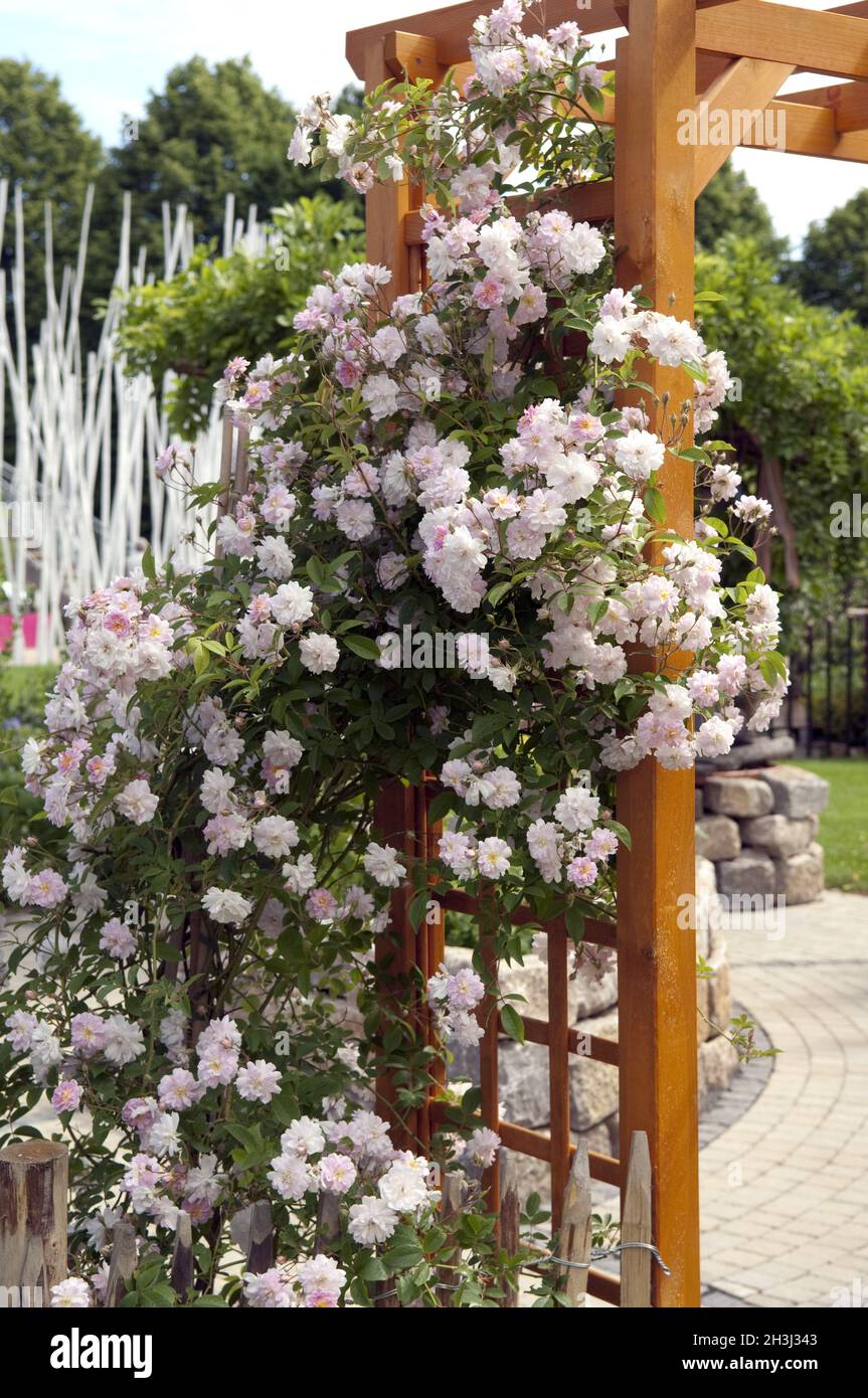 Rank roses hi-res stock photography and images - Alamy