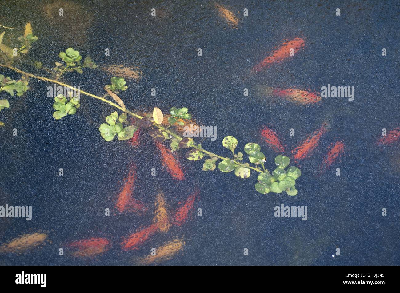 Goldfish, ice, winter, ice layer Stock Photo - Alamy