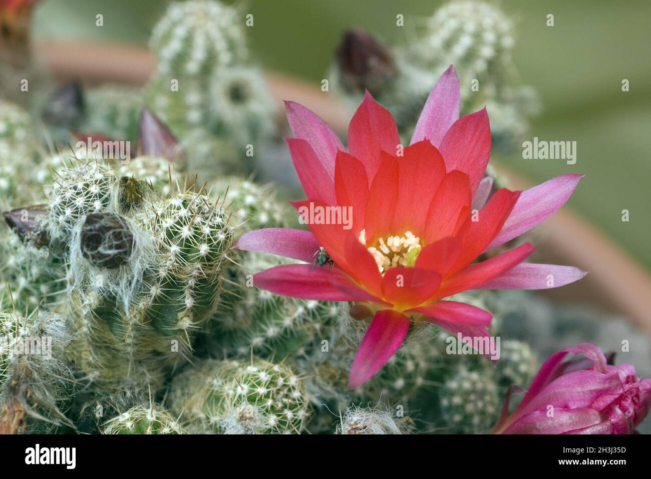 Red crassula flowers hi-res stock photography and images - Alamy