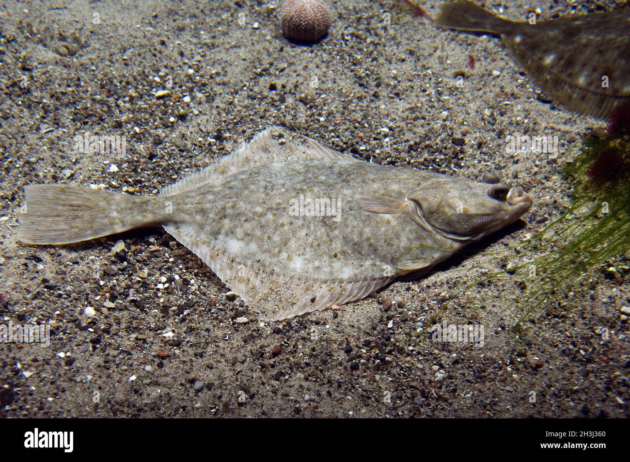Flounder, Platichthys, flesus, flatfish Stock Photo - Alamy