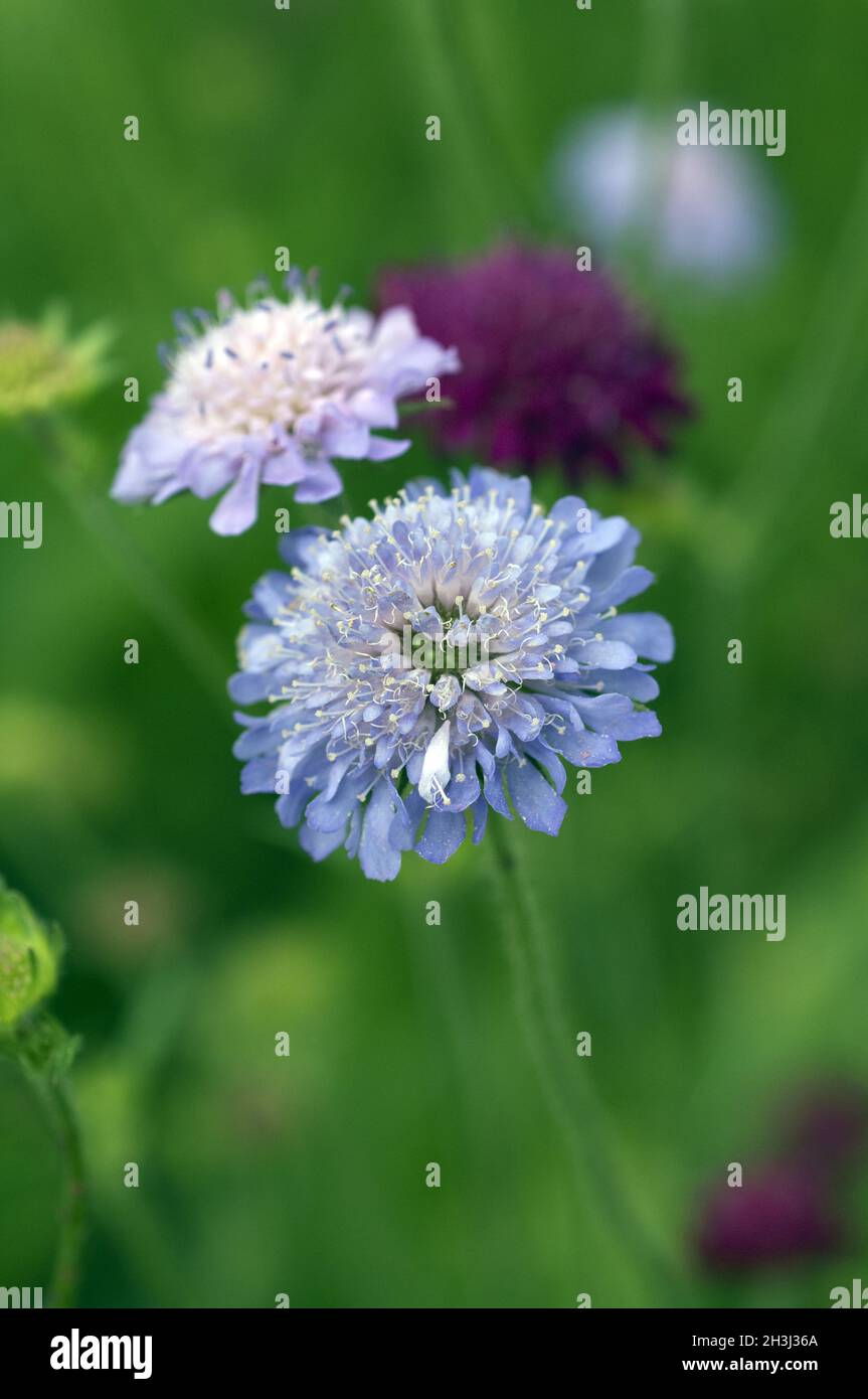 Feldwitwenblume hi-res stock photography and images - Alamy