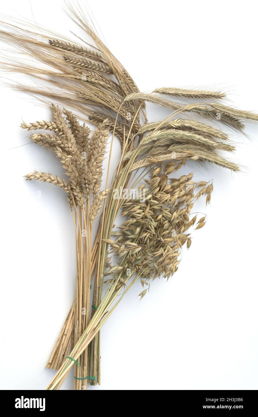 Wheat, barley, rye, and oats hi-res stock photography and images - Alamy