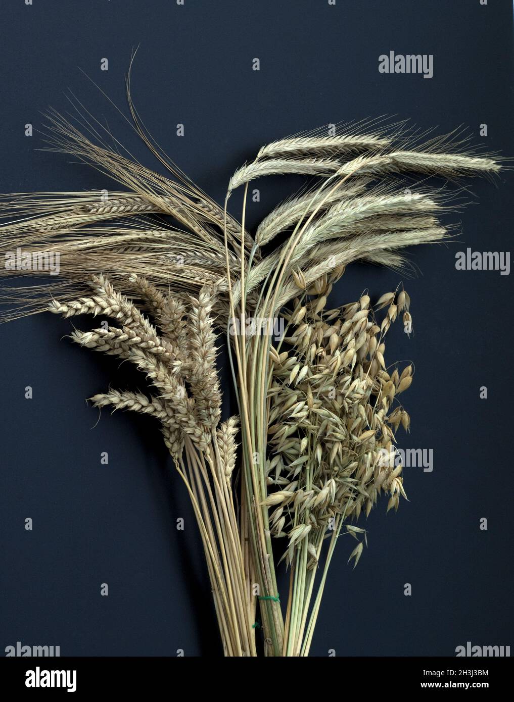 Oats, rye, barley, wheat, carrots Stock Photo - Alamy