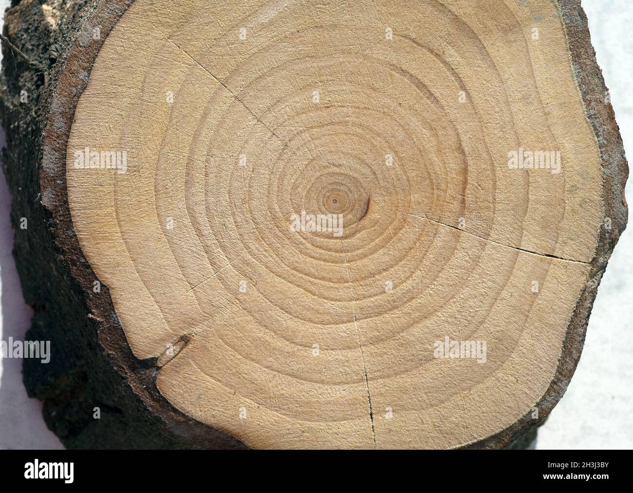 Tree rings annular rings hi-res stock photography and images - Alamy