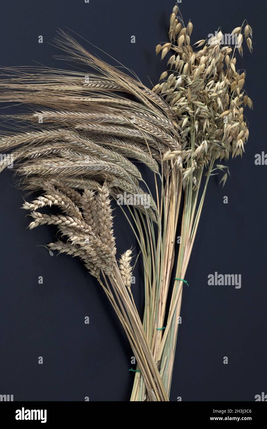 Wheat, barley, rye, and oats hi-res stock photography and images - Alamy