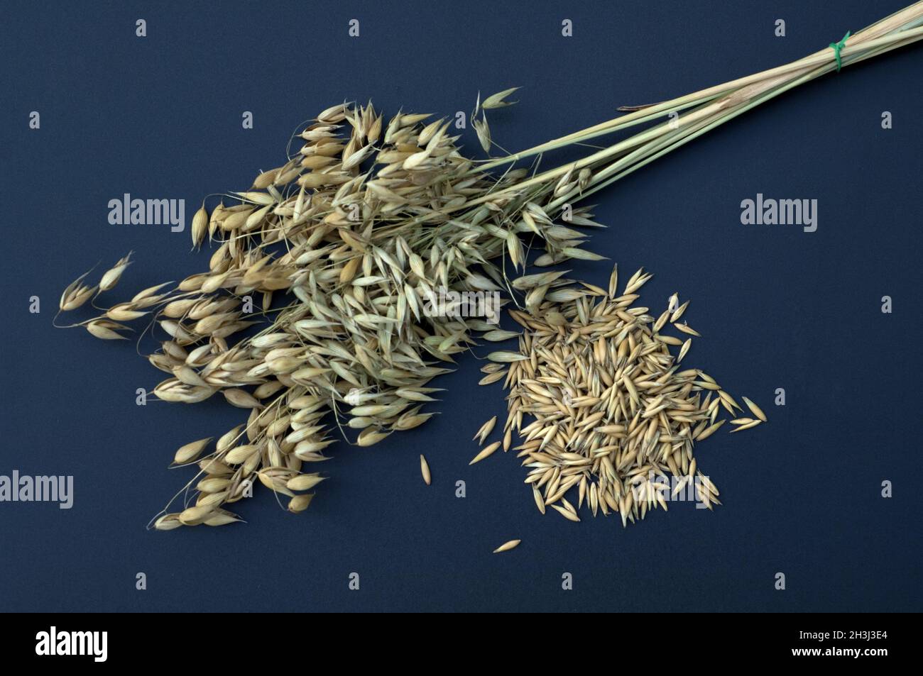 Oats; Avena, sativa Stock Photo - Alamy