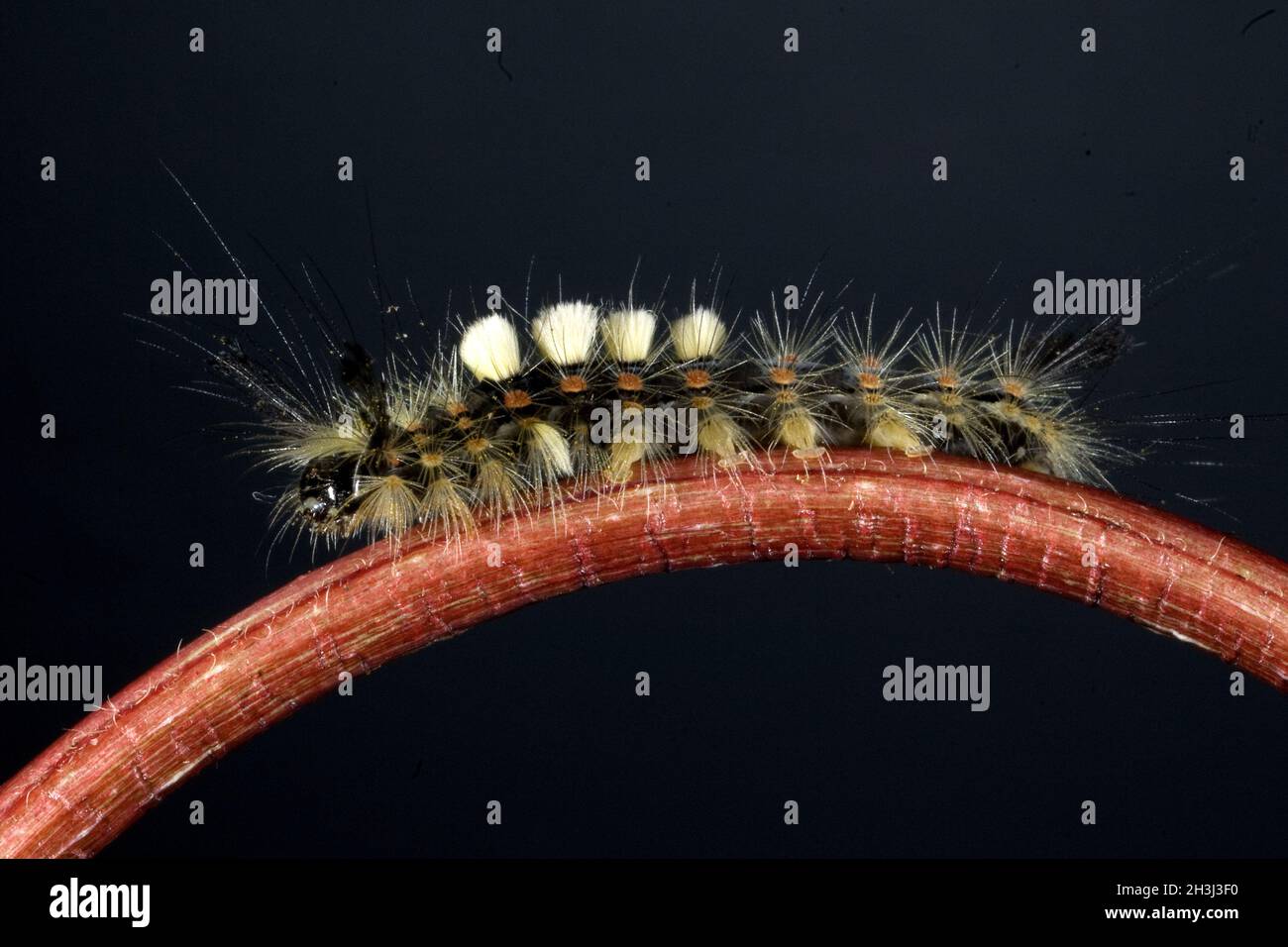Sloe-brush moth, Orgyia antiqua Stock Photo - Alamy