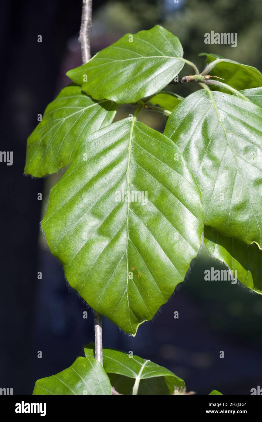 Cut leaf beech tree hi-res stock photography and images - Alamy
