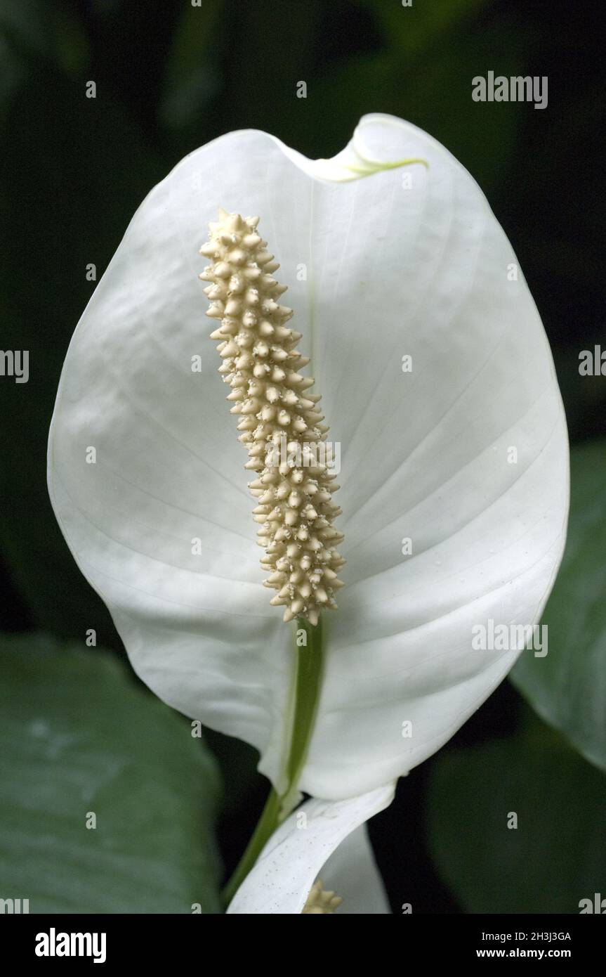Sumpf-Calla; Calla; Calla palustris Stock Photo - Alamy