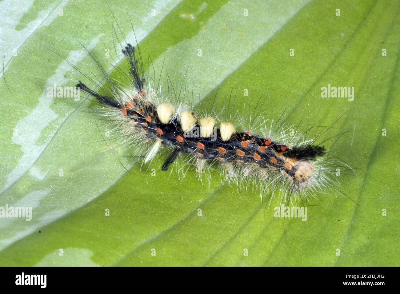 Sloe-brush moth, Orgyia antiqua Stock Photo - Alamy