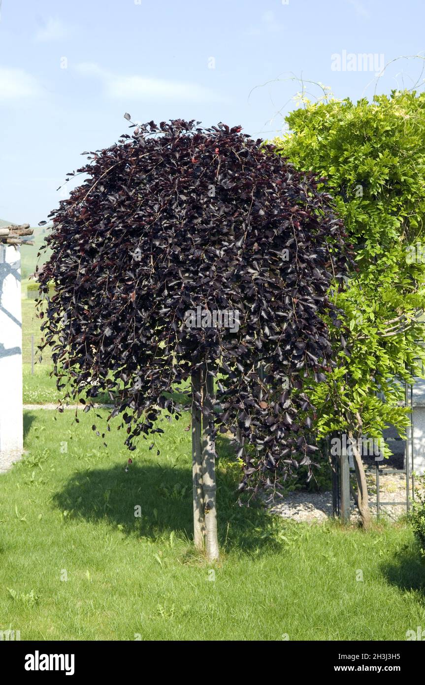European beech; copper beech; Fagus sylvatica Stock Photo - Alamy
