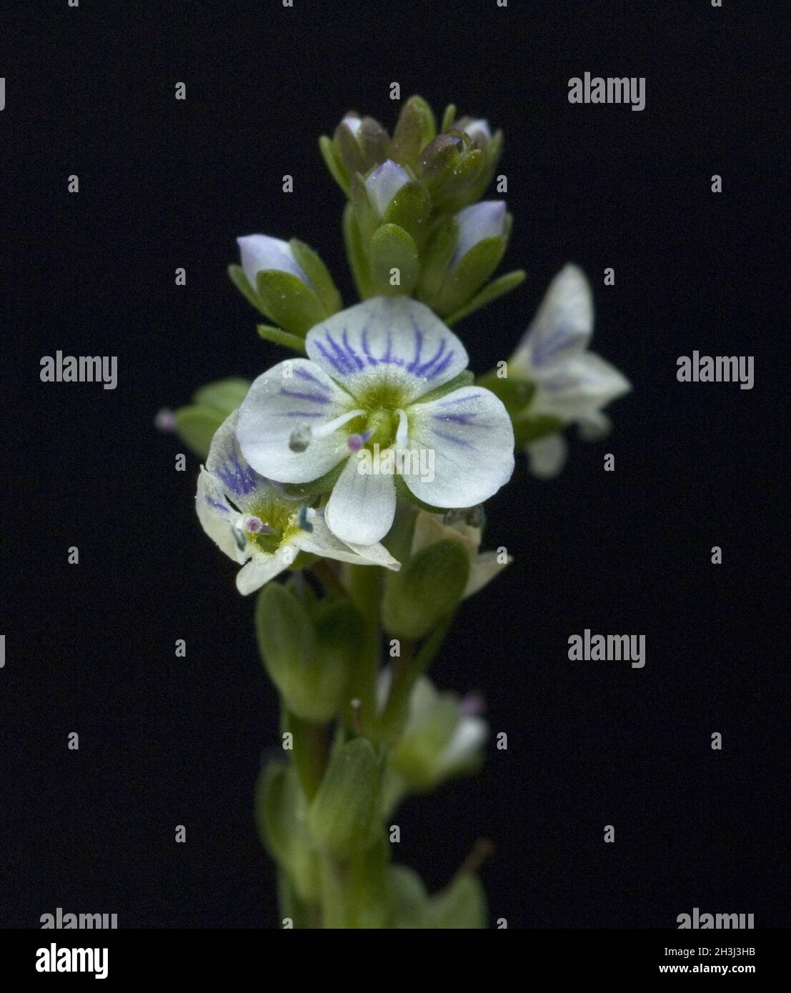 Persian speedwell veronica persica hi-res stock photography and images ...