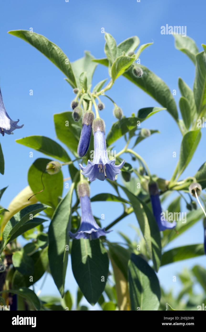 Australian bell bush, Acnistus arborescens Stock Photo - Alamy