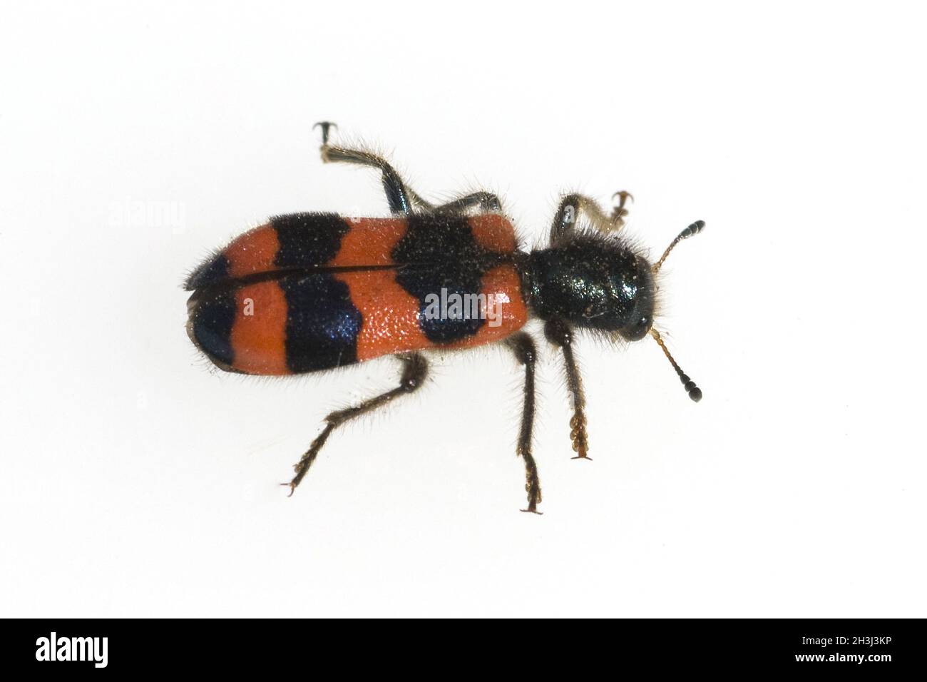Bee wolf, CLERIDAE, Variegated beetle, Trichodes alvearius Stock Photo ...