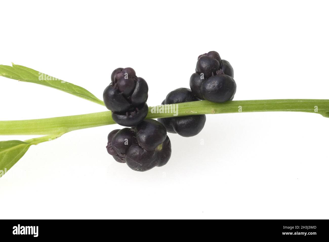 Violet fruit hi-res stock photography and images - Alamy