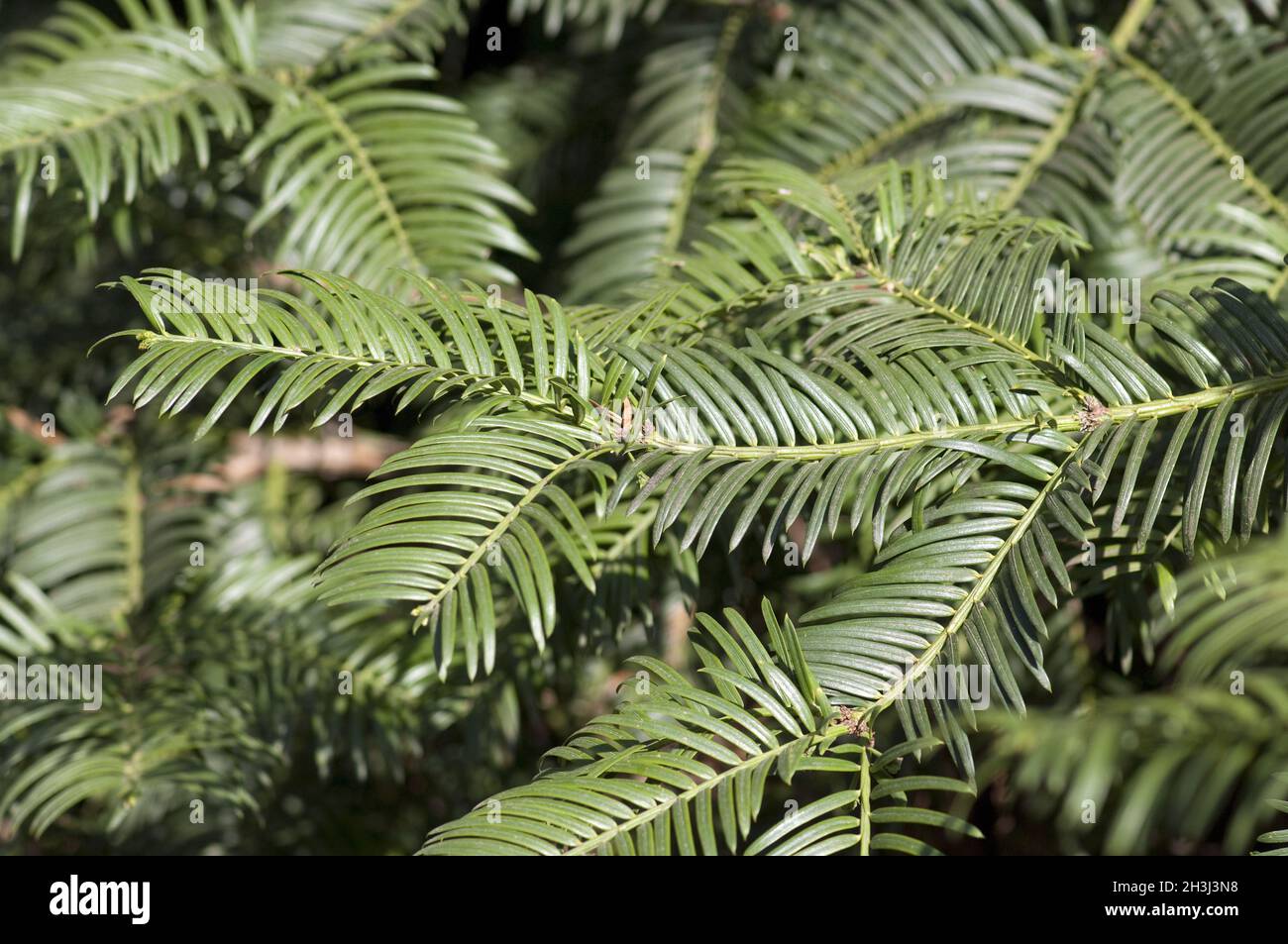 Cephalotaxus harringtonia hi-res stock photography and images - Alamy