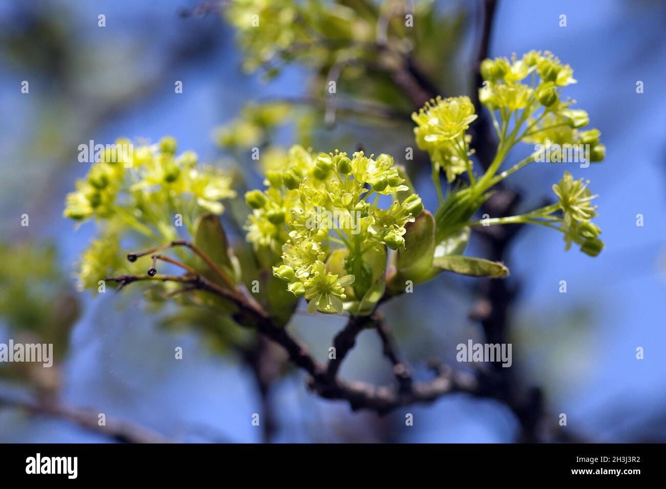 Pointed leaved maple hi-res stock photography and images - Alamy