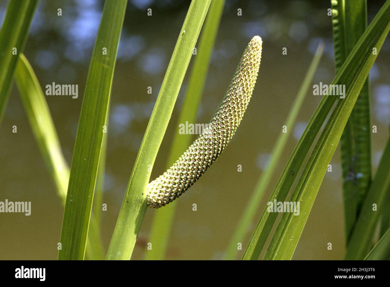 Calamus, Acorus calamus Stock Photo - Alamy