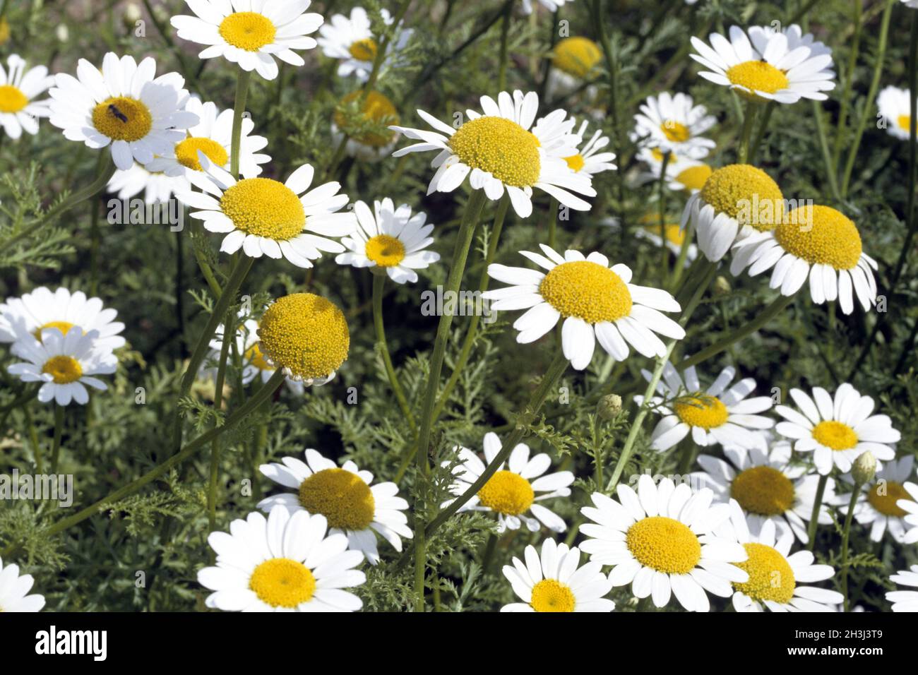 Pyrethri hi-res stock photography and images - Alamy