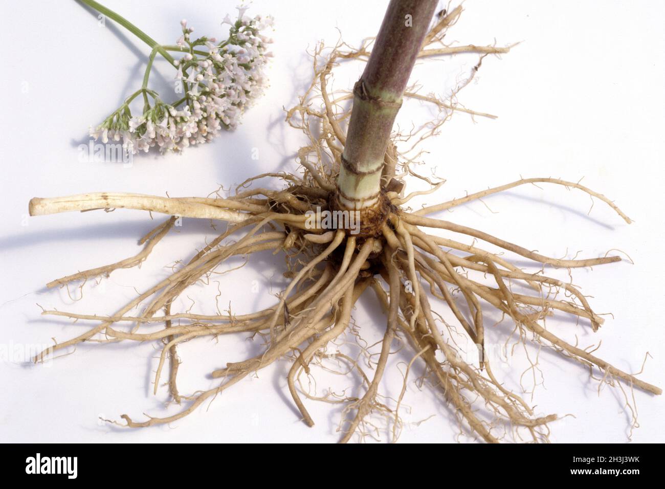Baldrianwurzel; Baldrian; Valeriana officinalis Stock Photo - Alamy