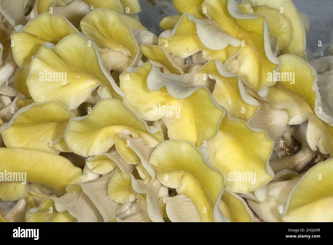 Lime mushroom, Pleurotus citrinopileatus Stock Photo - Alamy