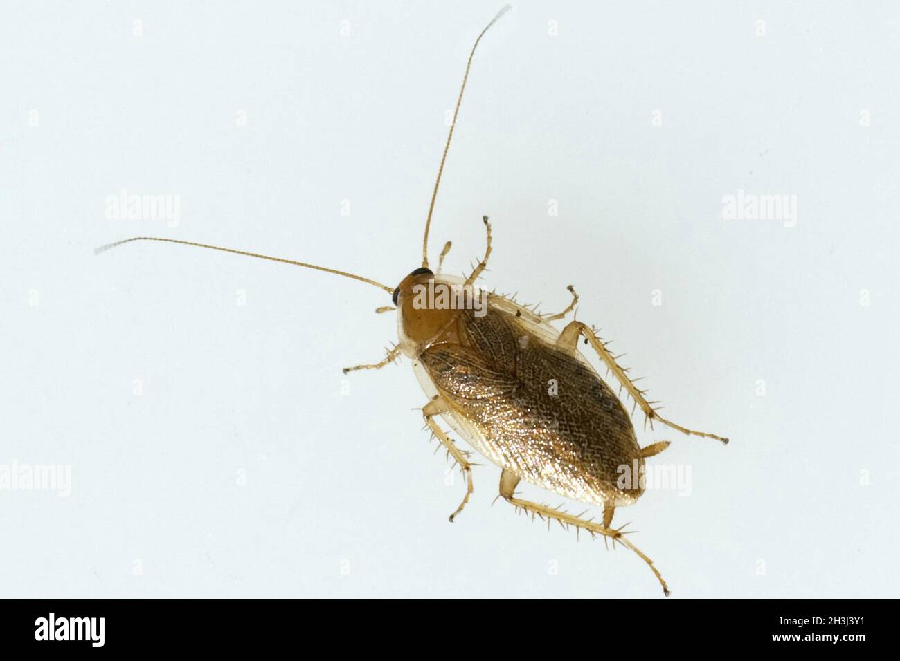 German cockroach, Blattella germanica Stock Photo - Alamy