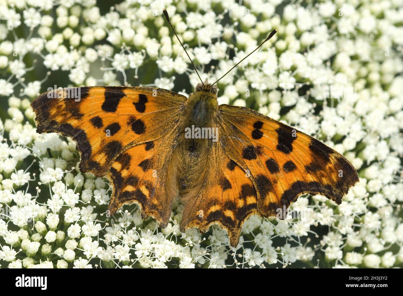 Precious butterfly hi-res stock photography and images - Alamy