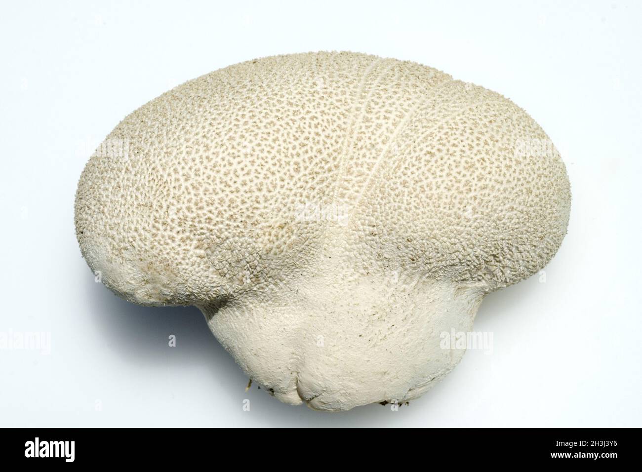 Utriform hi-res stock photography and images - Alamy