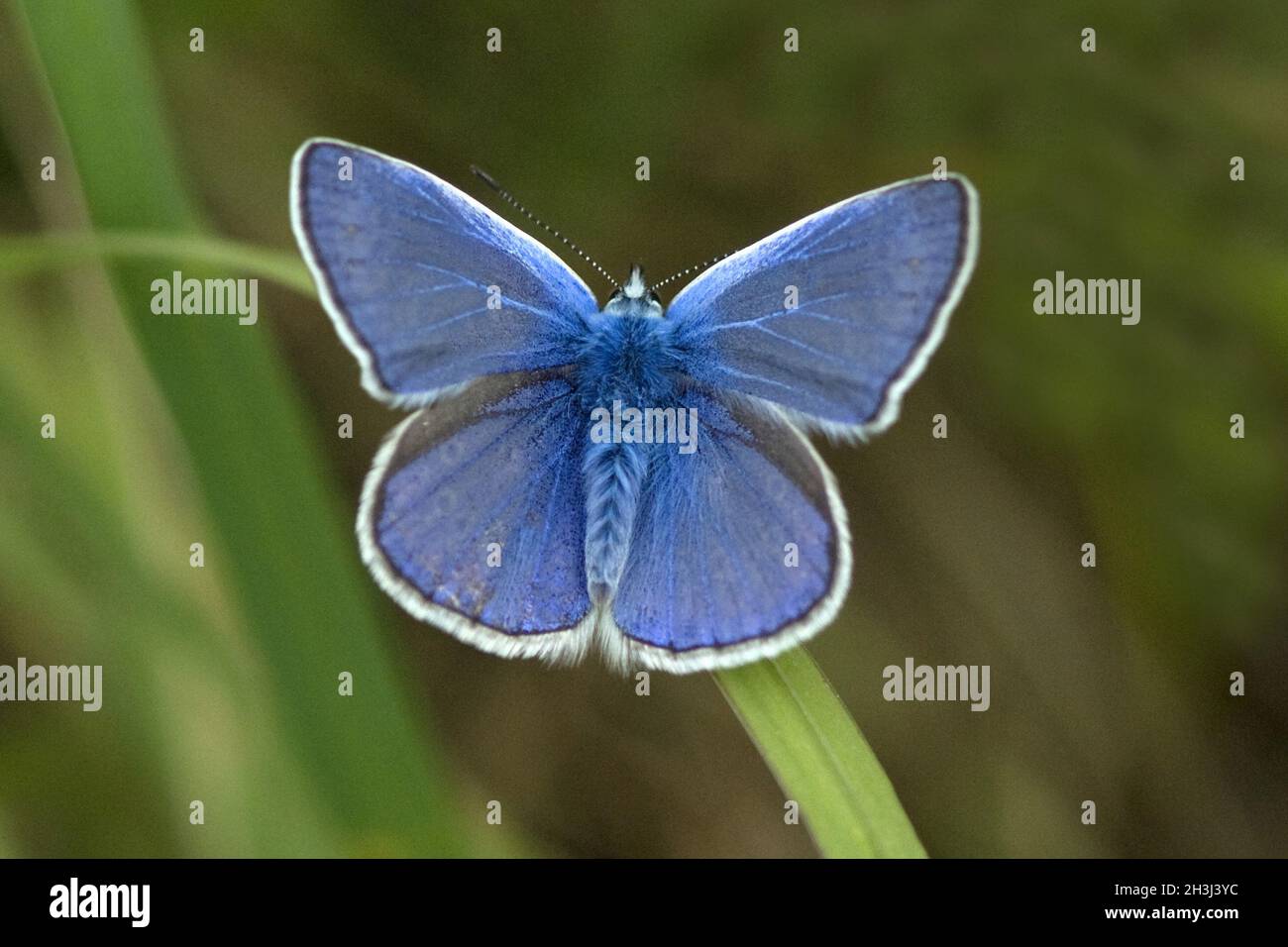 Crowned vetch blue, Plebeius argyrognomon Stock Photo - Alamy