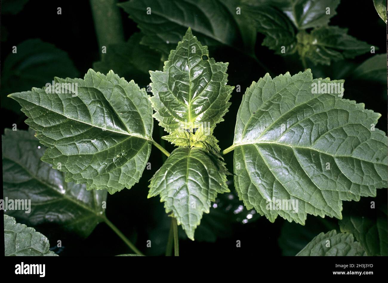 Patchouli Plant High Resolution Stock Photography and Images - Alamy