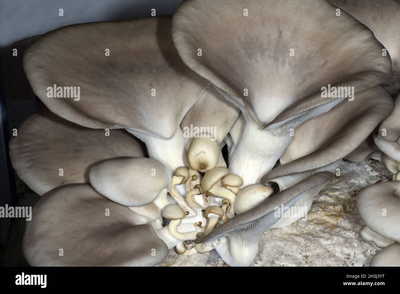Oyster mushroom; Pleurotus ostreatus Stock Photo - Alamy