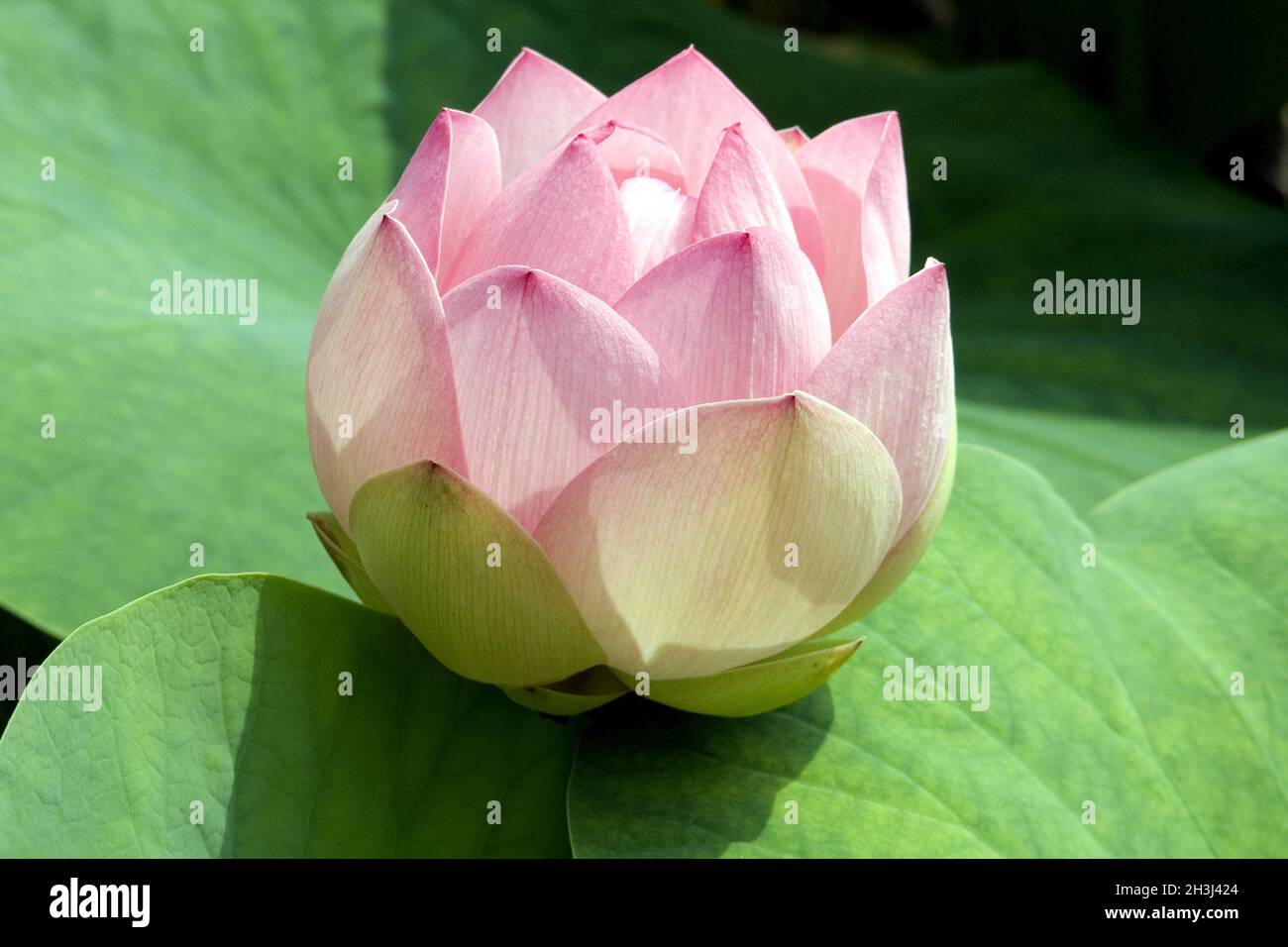 Indian holy plants hi-res stock photography and images - Alamy