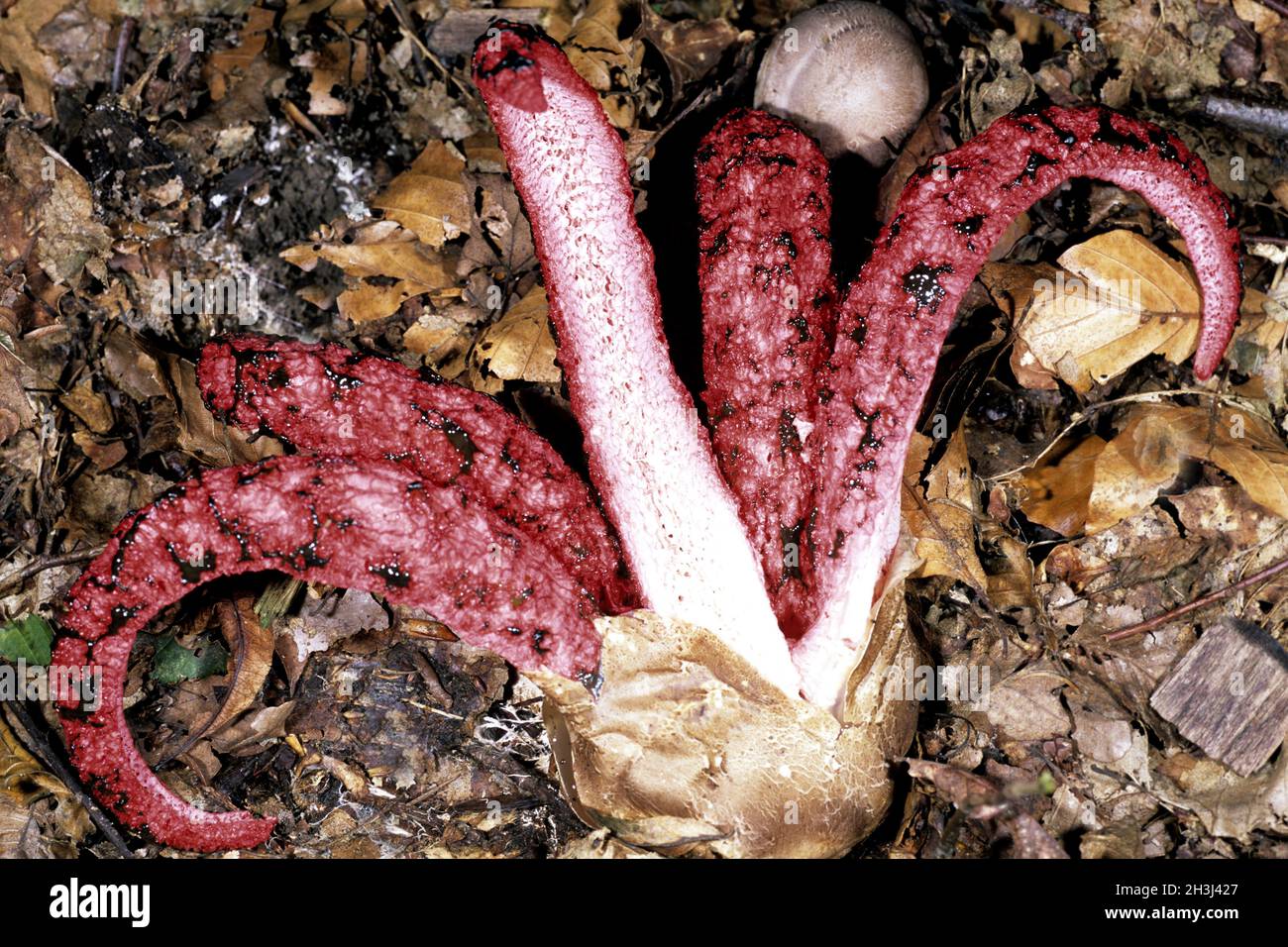 Anthurus hi-res stock photography and images - Alamy