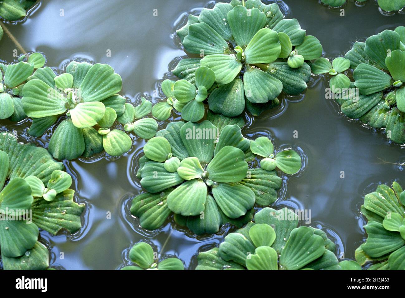 Pistia flower hi-res stock photography and images - Alamy