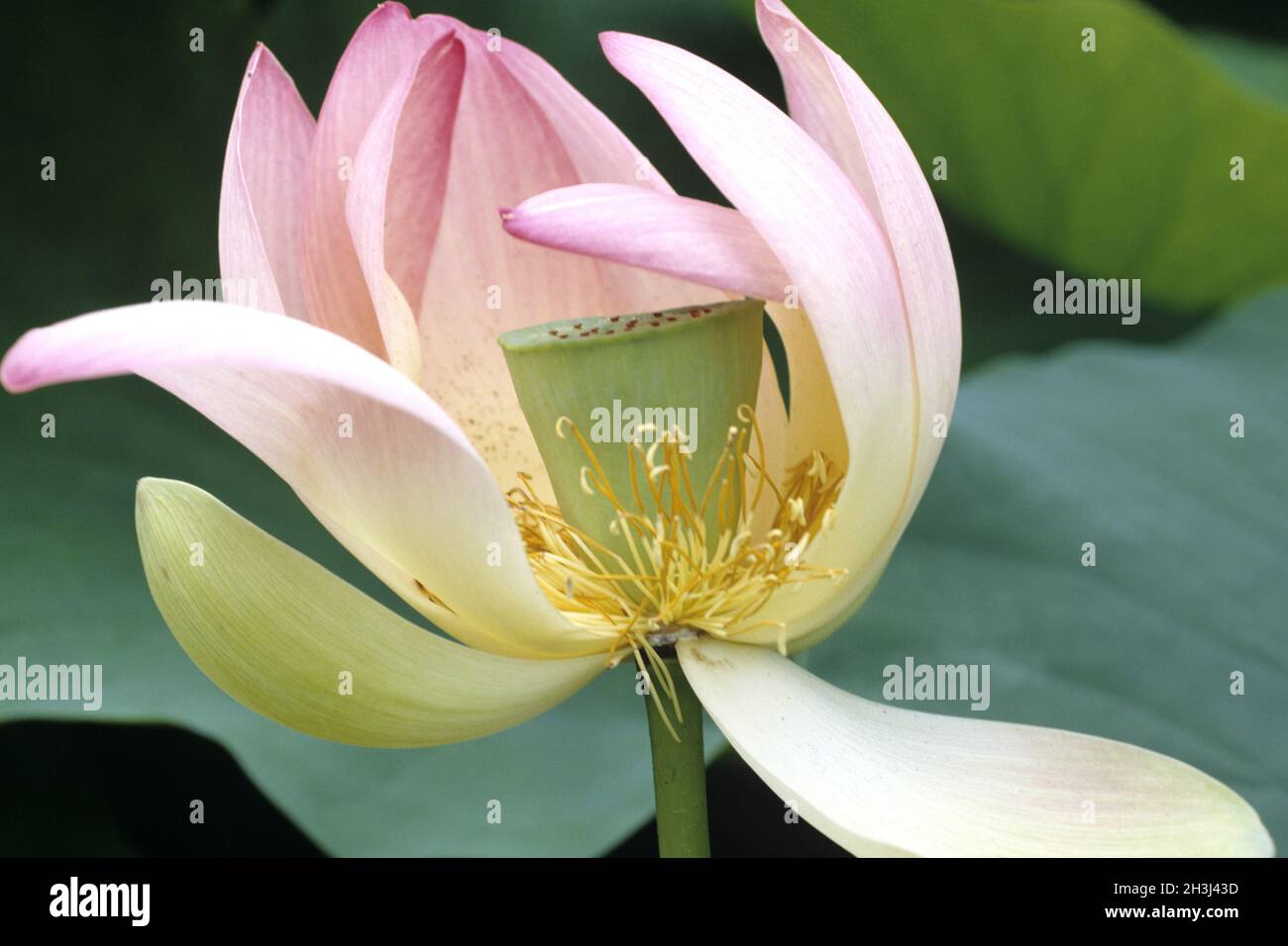 Indian holy plants hi-res stock photography and images - Alamy