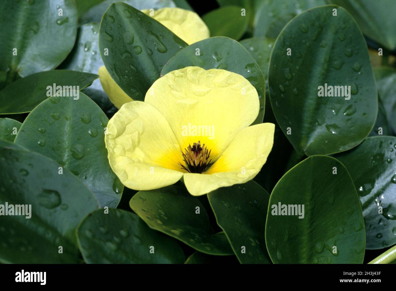 Water poppy hi-res stock photography and images - Alamy