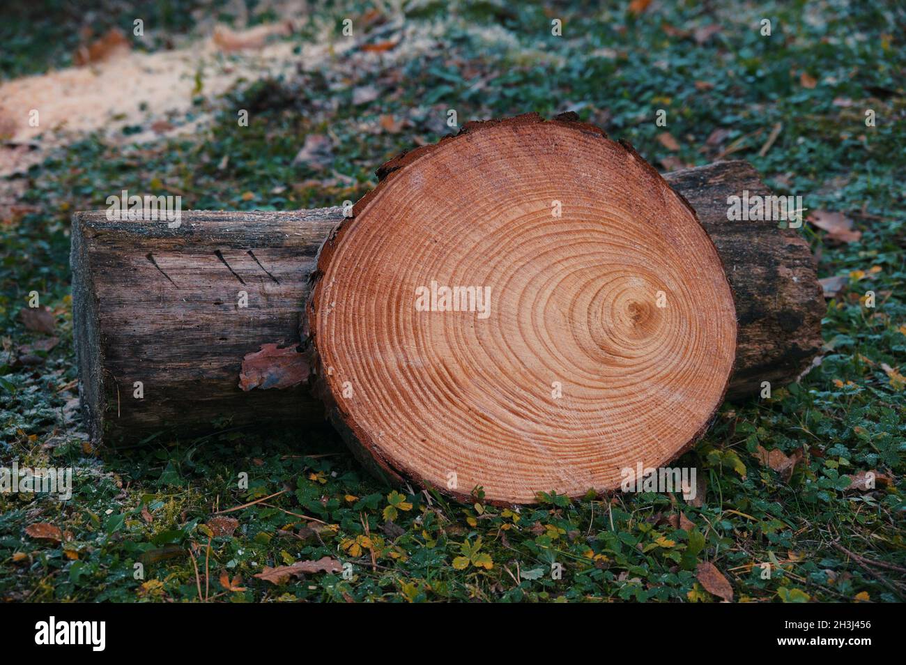 Visible tree rings hi-res stock photography and images - Alamy